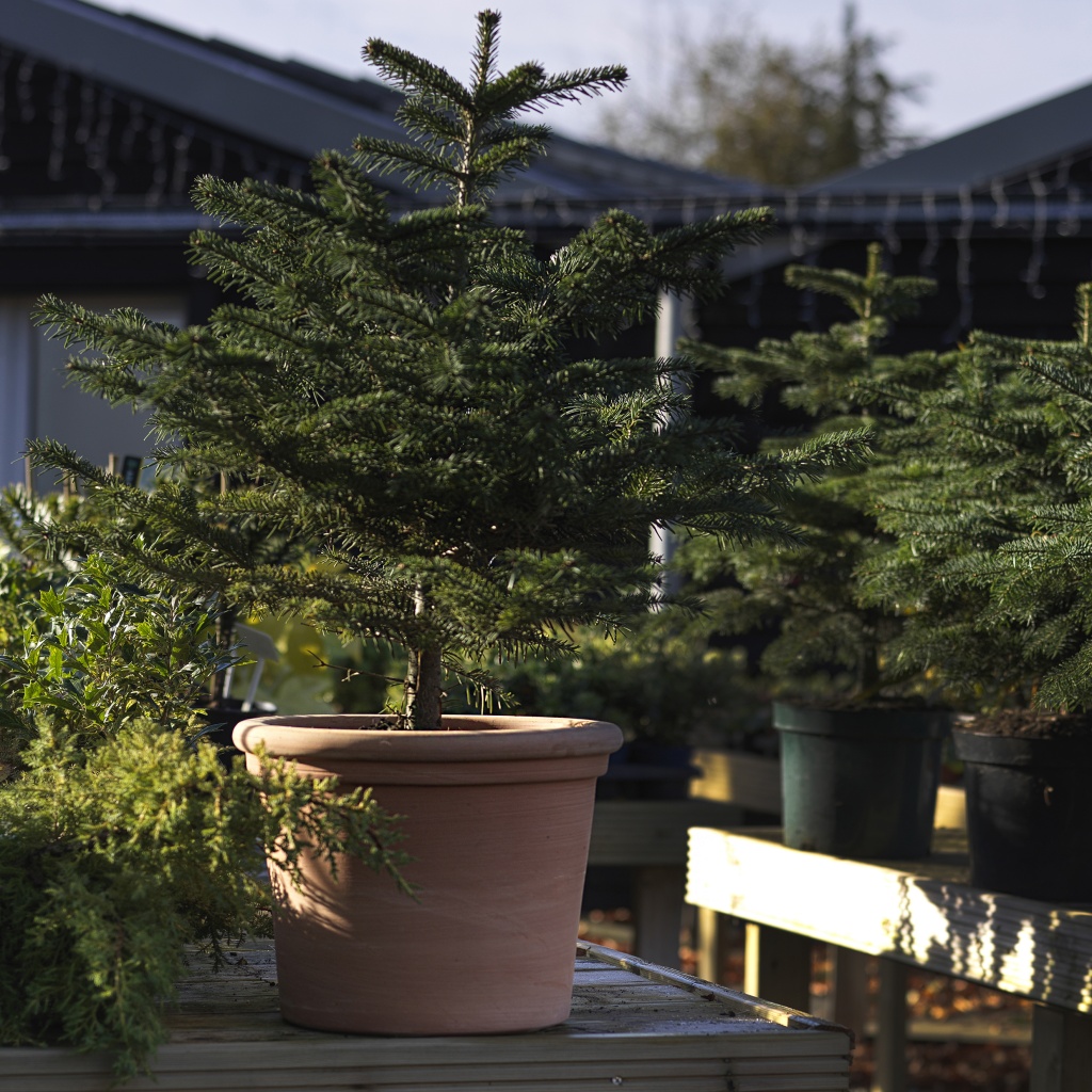 Deck the Halls … It’s Potted Christmas Tree Time - Stonham Barns