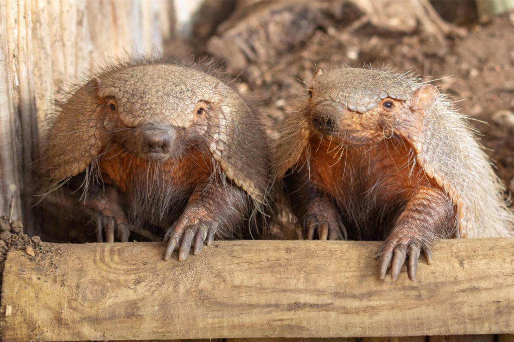 Suffolk Owl Sanctuary Summer Nights will Raise Funds for Raptor ...